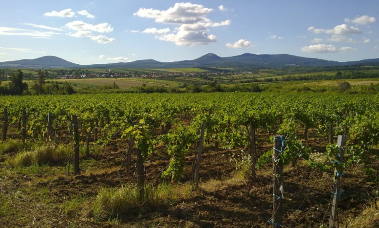 Piarista Öregdiák Borkóstoló május 10-én - a téma: Mátra! | Magyar ...